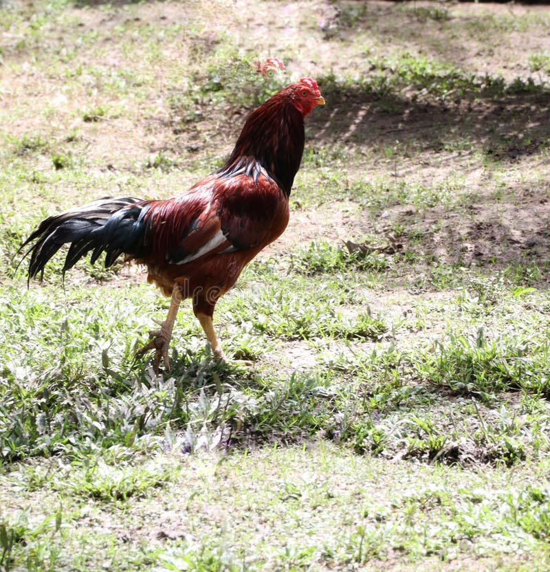 A rooster in mini zoo stock image. Image of rooster - 236159033