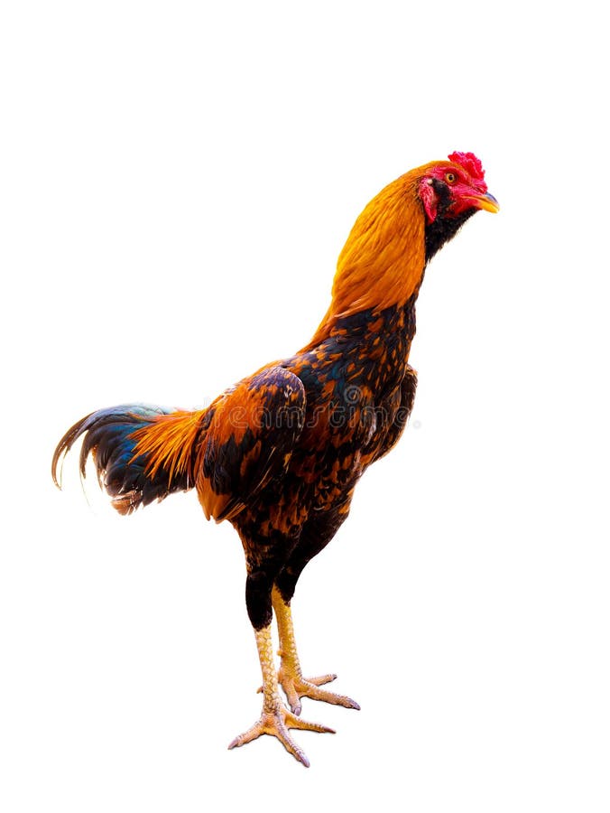 Rooster, native chicken stock image. Image of head, crow - 207941899