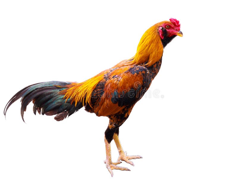 Rooster, native chicken stock image. Image of head, crow - 207941899