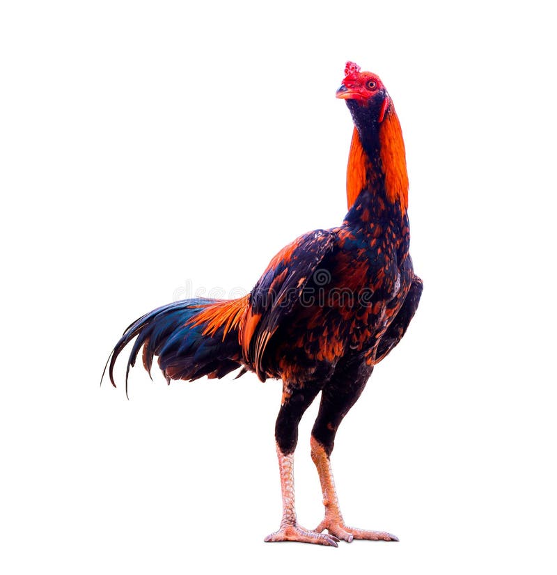 Rooster, native chicken stock image. Image of head, crow - 207941899