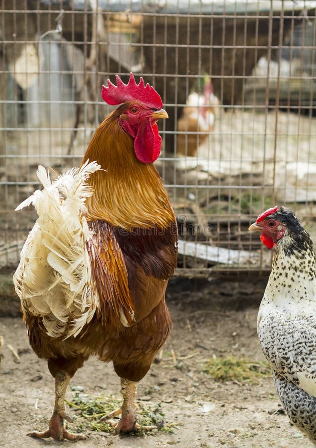 Rooster near cage stock image. Image of male, animal - 68782517
