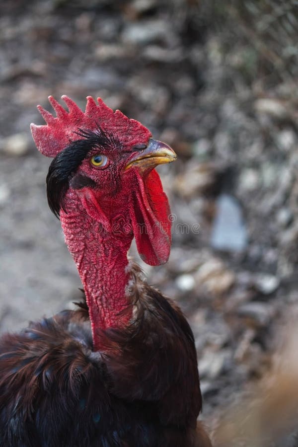 ROOSTER NECK FULL of SKIN stock image. Image of beak - 252216321