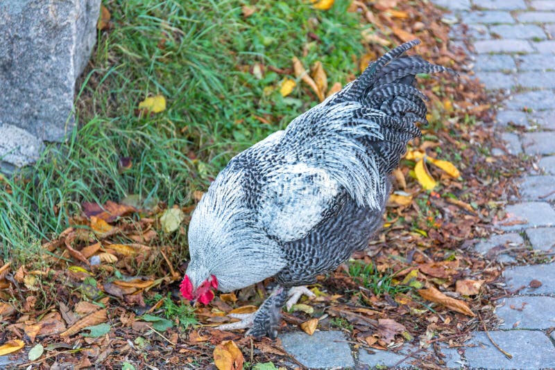 Rooster stock photo. Image of scandinavia, autumn, norway - 160324172