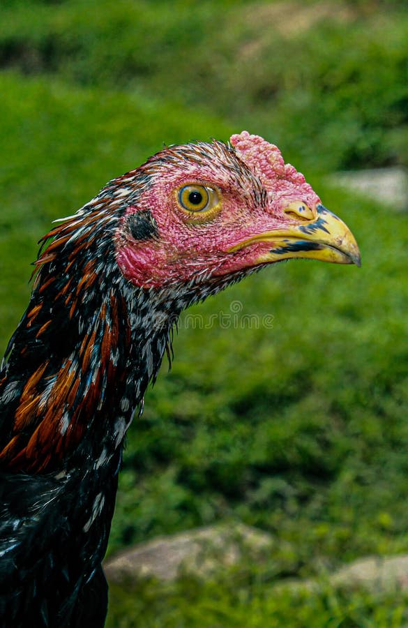 Rooster with One Face, this Type of Chicken is a Native Chicken Stock ...