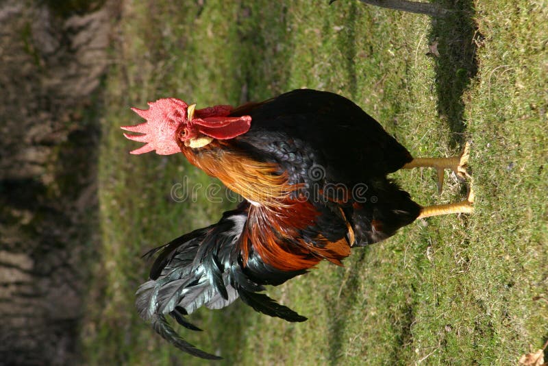 Production Red Rooster or Cockerel from Side Stock Image - Image of ...