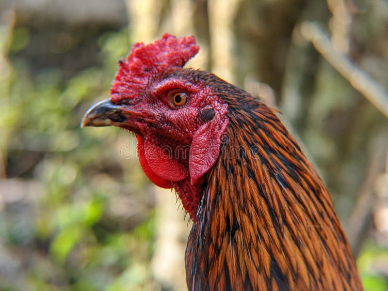Rooster stock image. Image of fowl, chicken, poultry - 331393461