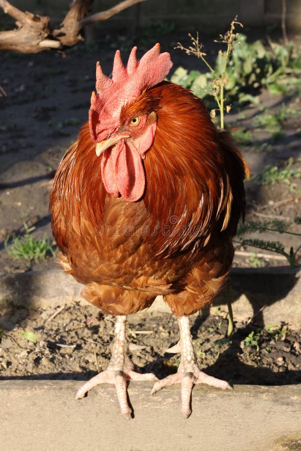 Rooster stock image. Image of looking, birds, legs, comb - 48309397