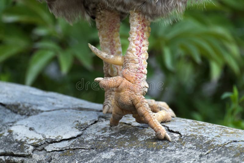Rooster Paws with Big Sharp Spurs Stock Image - Image of cockerel ...