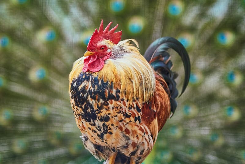 Rooster with Peacock Tail stock image. Image of domesticated - 73968633