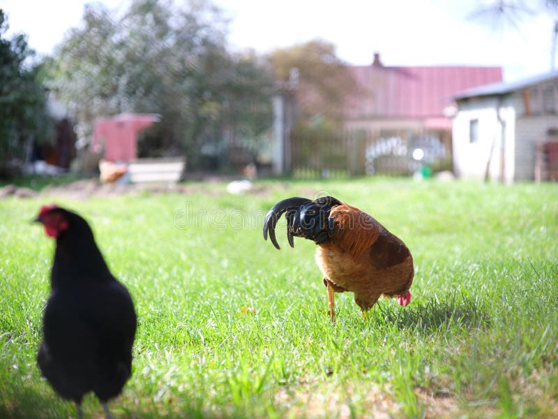 Rooster Pecking the Ground Next To a Hen in the Yard of a House Stock ...