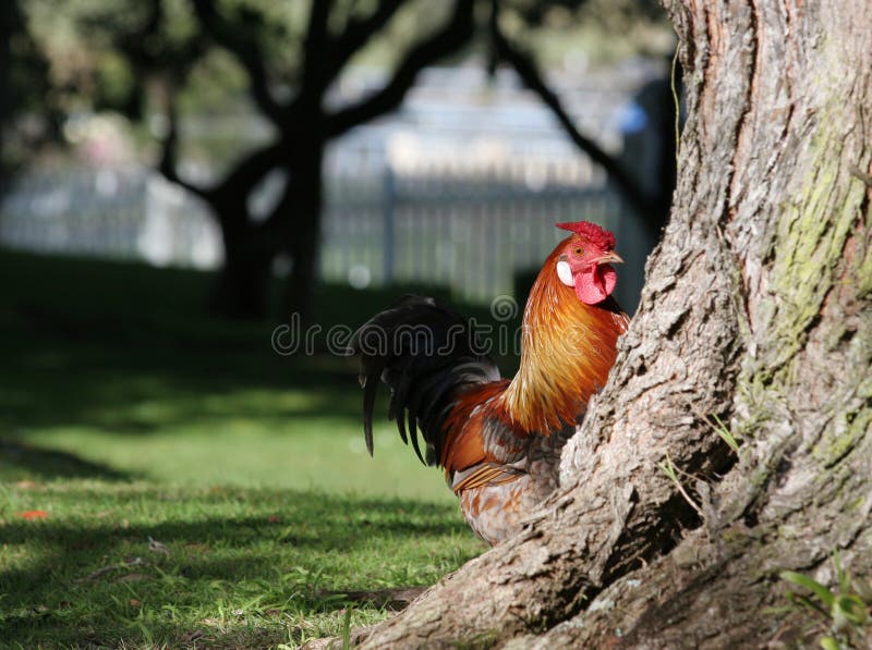 Rooster on tree stock photo. Image of china, element - 96918890