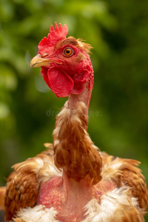 Rooster, in the Pen Chicken S Head Close-up Stock Image - Image of look ...