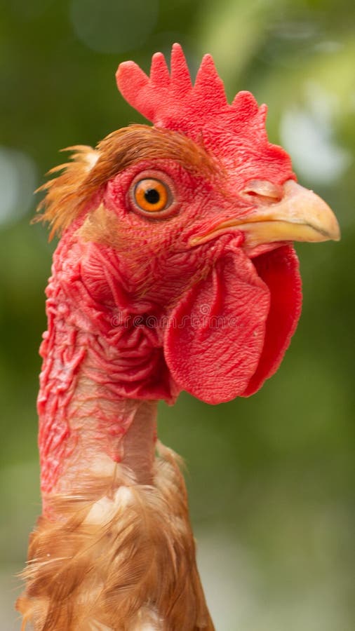 Rooster, in the Pen Chicken S Head Close-up Stock Image - Image of ...