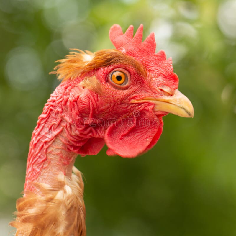 Rooster, in the Pen Chicken S Head Close-up Stock Photo - Image of ...
