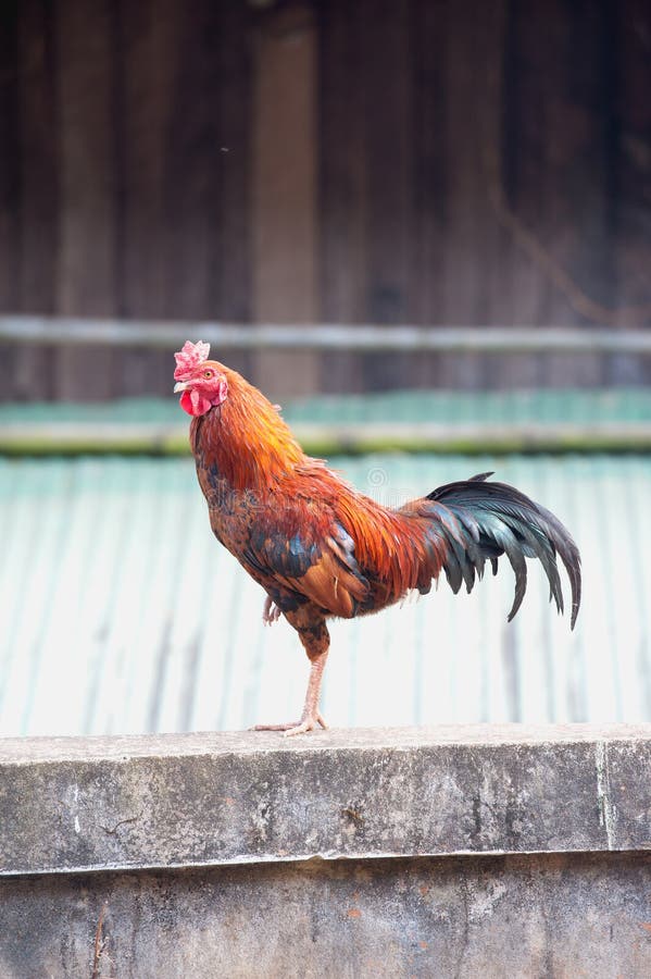Rooster perched upon fence stock image. Image of male - 57037007