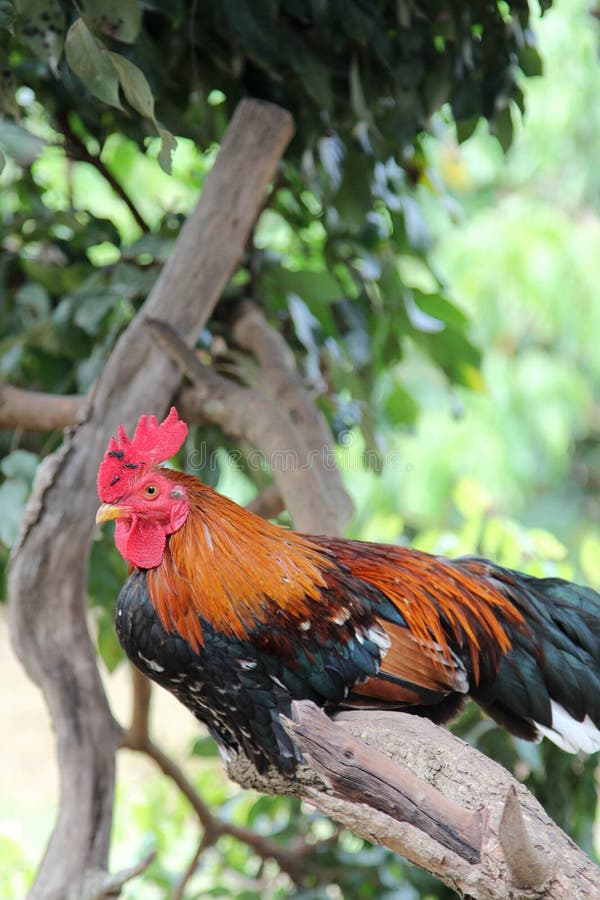 Chicken Perched on Tree Branch Stock Photo - Image of tree, rural ...