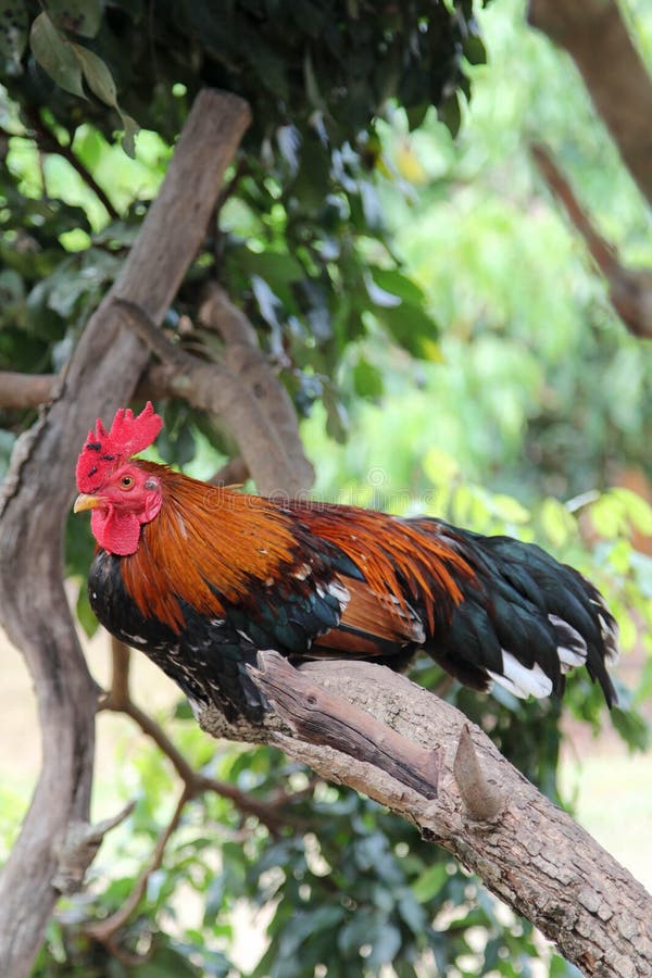 Chicken Perched on Tree Branch Stock Image - Image of plant, fowl ...