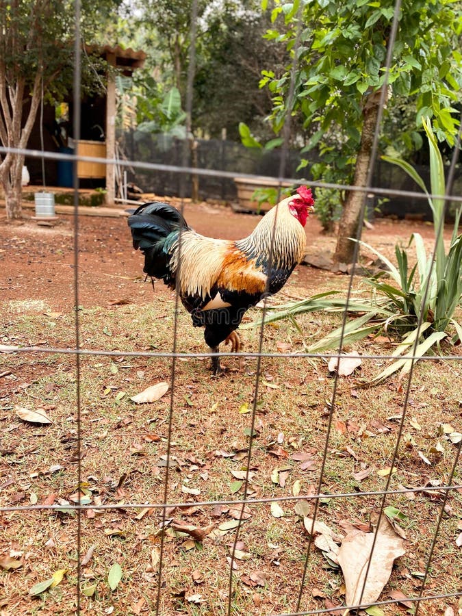 Between Wires and Plumage: the Farm Rooster Stock Photo - Image of ...