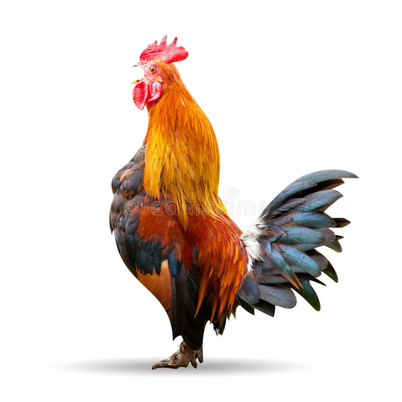 Rooster photo stock image. Image of agriculture, fight - 71189441