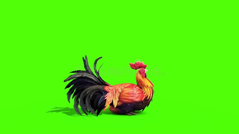 Rooster Plumage Walkcycle Side Green Screen 3D Rendering Animation ...