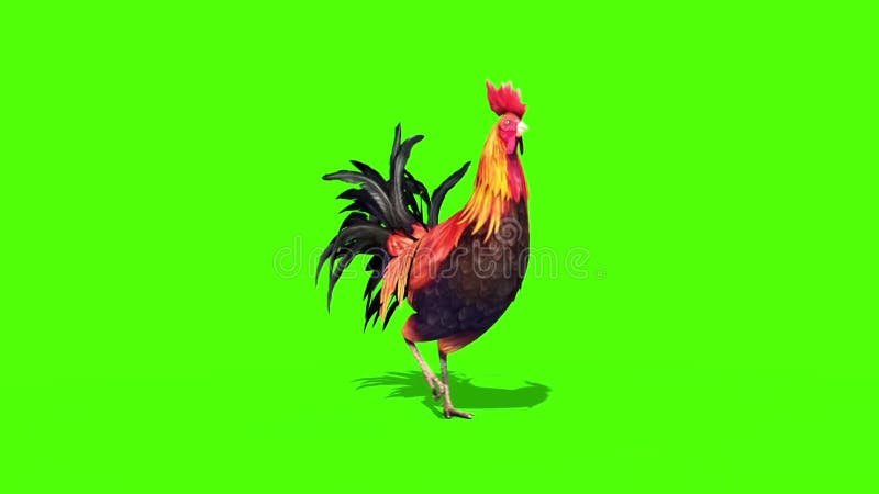Rooster Plumage Eats Front Green Screen 3D Rendering Animation Stock ...