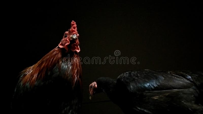 Rooster and Polite Hen stock image. Image of obey, night - 70684285
