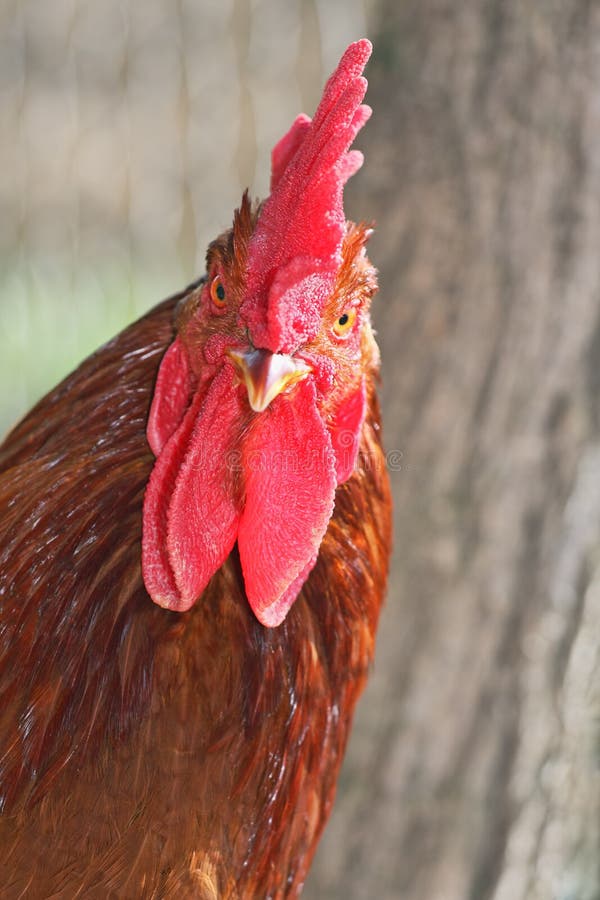 Rooster portrait stock image. Image of colored, rooster - 16388987