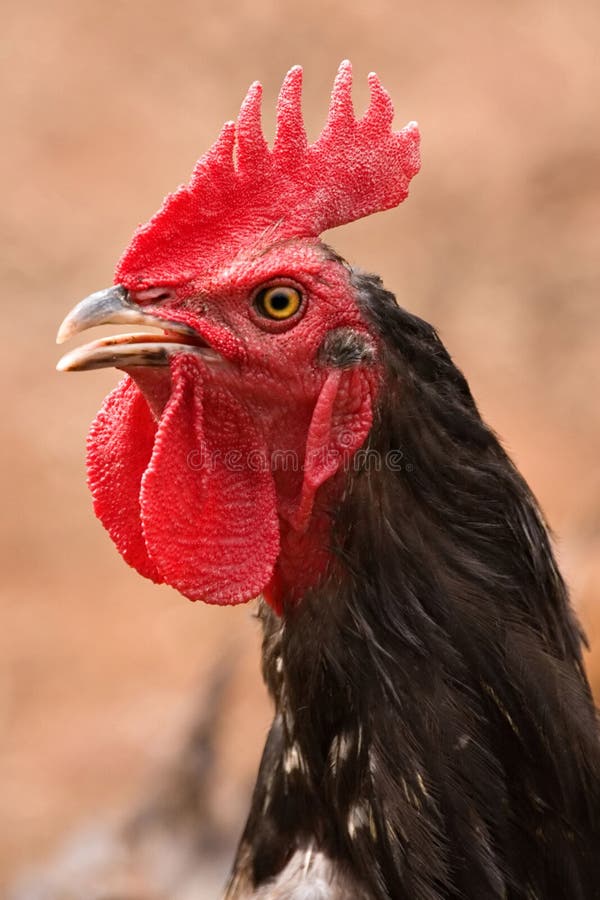 Rooster portrait stock photo. Image of capon, ranch, crowing - 1777190