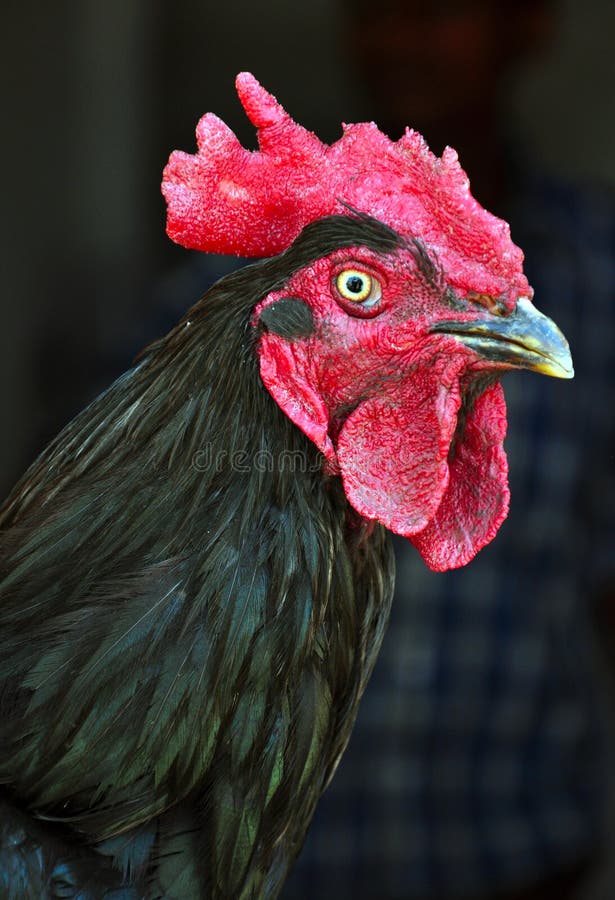 11+ Shot rooster Free Stock Photos - StockFreeImages