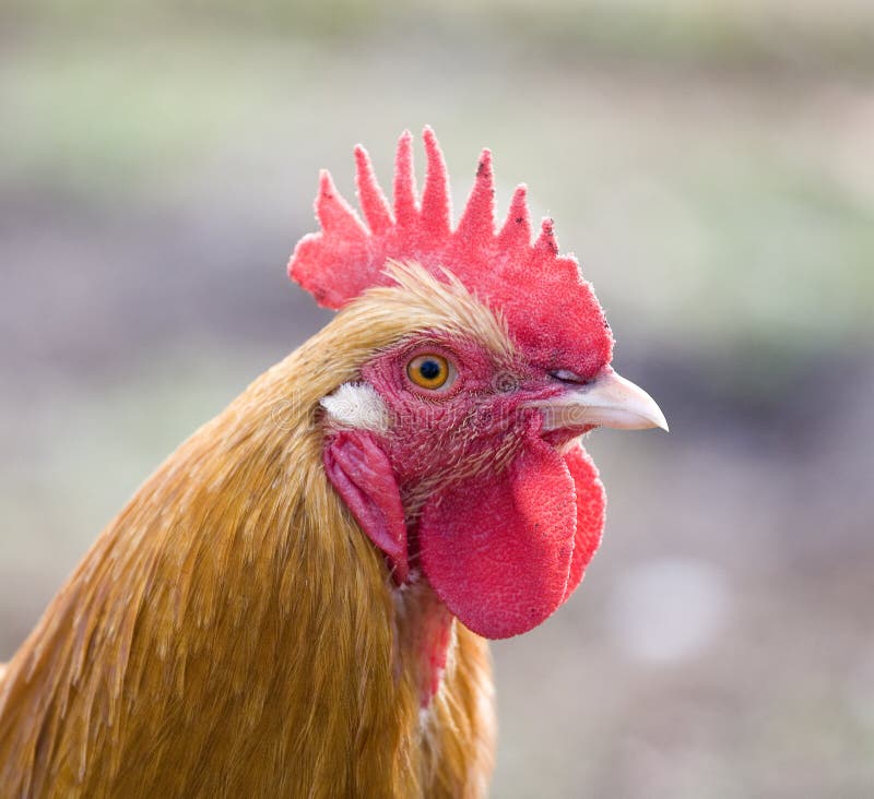 Golden rooster stock photo. Image of chicken, animal - 22639932