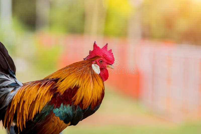 Rooster Portrait. Beautiful Multi Colored Rooster Photographed C Stock ...