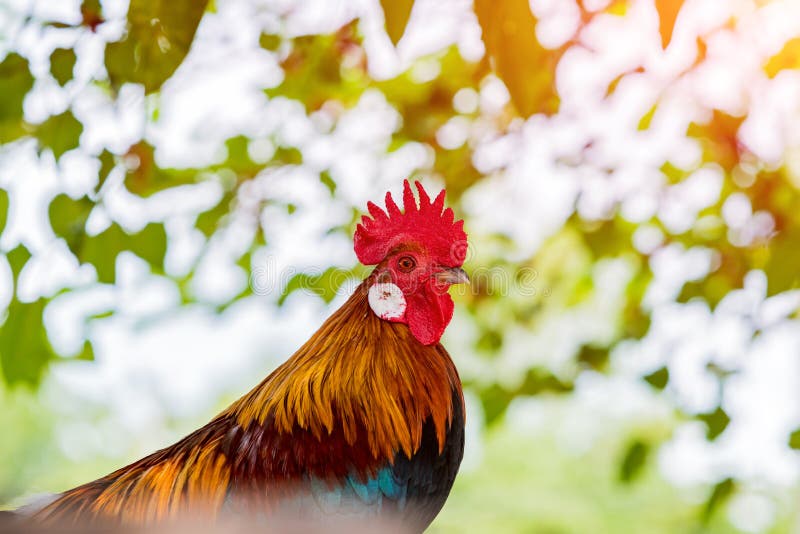 Rooster Portrait. Beautiful Multi Colored Rooster Photographed C Stock ...