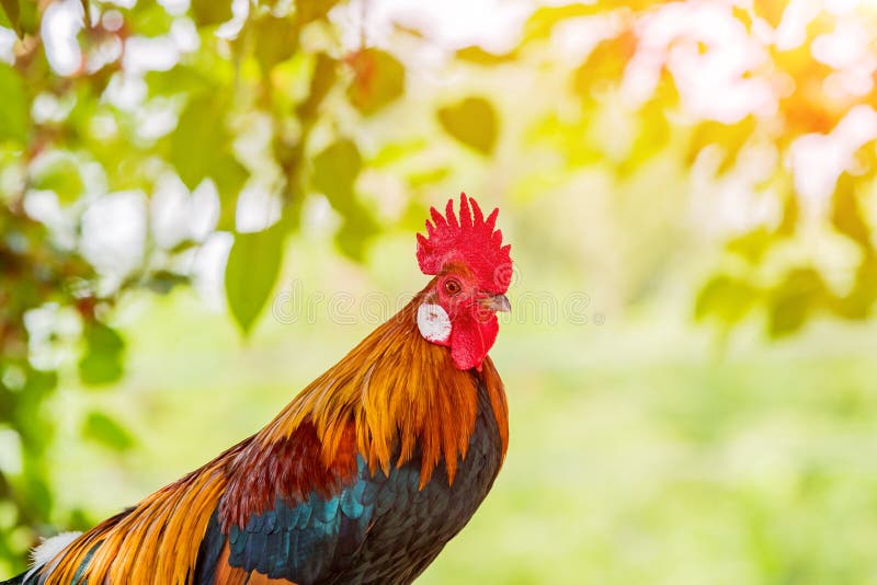 Rooster Portrait. Beautiful Multi Colored Rooster Photographed C Stock ...