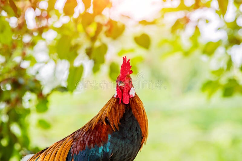 Rooster Portrait. Beautiful Multi Colored Rooster Photographed C Stock ...