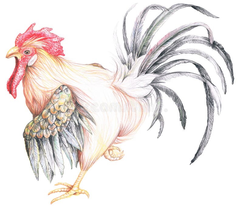 Rooster stock illustration. Illustration of farm, beautiful - 49084240