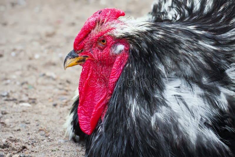 Angry Rooster Chicken Coop Henhouse Roost Hencoop. Close Up Head Stock ...