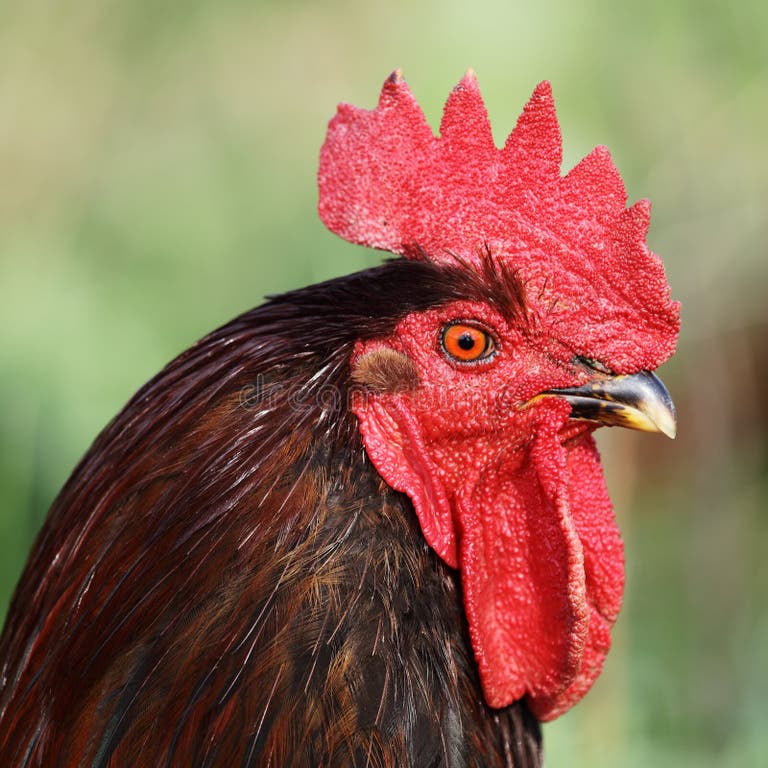 Rooster portrait stock image. Image of cockerel, closeup - 32526069