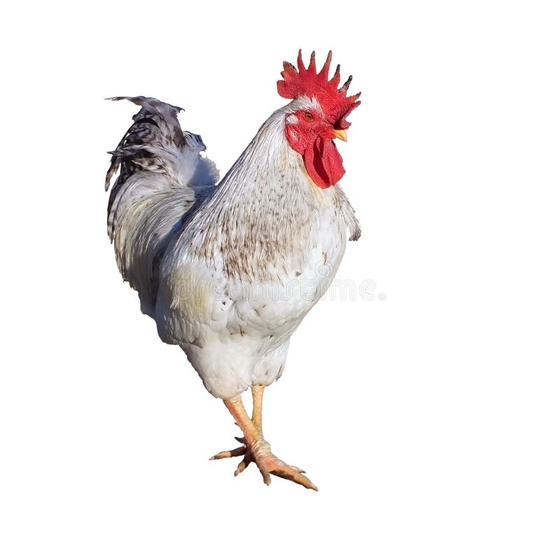 498 Fat Rooster Stock Photos - Free & Royalty-Free Stock Photos from ...
