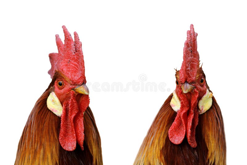 Twin Roosters on Sunrise stock image. Image of feathers - 20451083