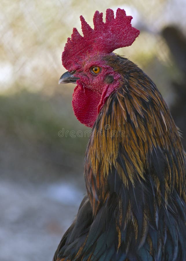Rooster Portrait in Profile Stock Image - Image of range, chicken: 33511459