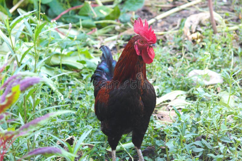 The Rooster stock photo. Image of animal, waterbird - 260013714