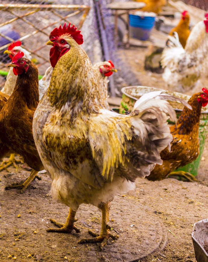 Rooster Portrait. Rooster in a Farm Stock Photo - Image of domestic ...