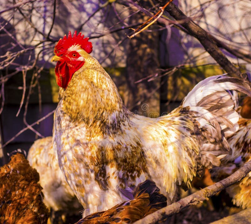 Rooster Portrait. Rooster in a Farm Stock Image - Image of livestock ...