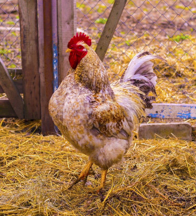 Rooster Portrait. Rooster in a Farm Stock Image - Image of beak ...