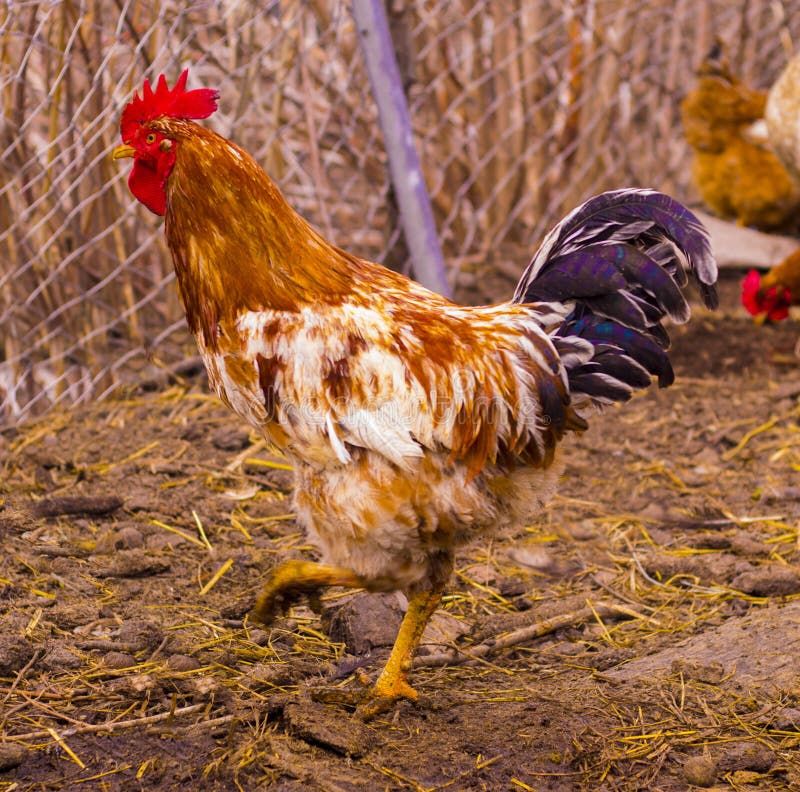 Rooster Portrait. Rooster in a Farm Stock Image - Image of local ...