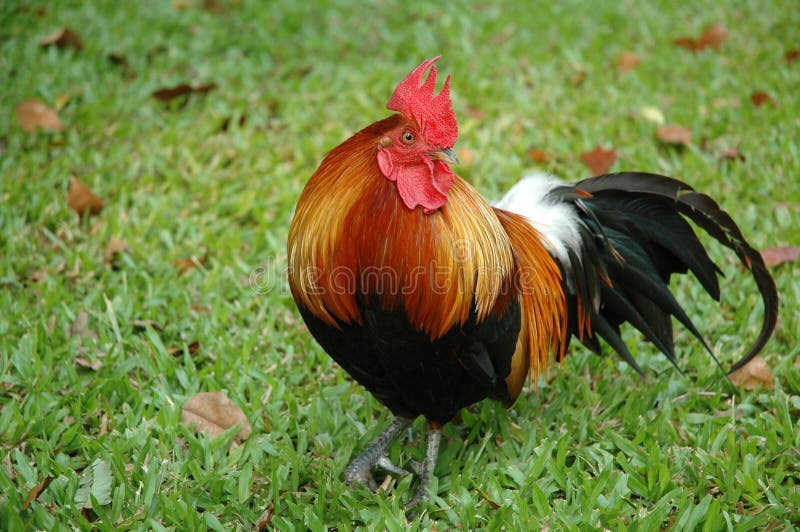 Rooster Portrait stock photo. Image of country, grass - 43136770