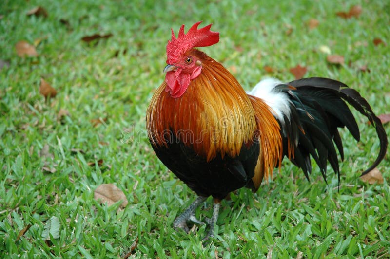 Handsome Rooster in a Garden Stock Photo - Image of country, livestock ...