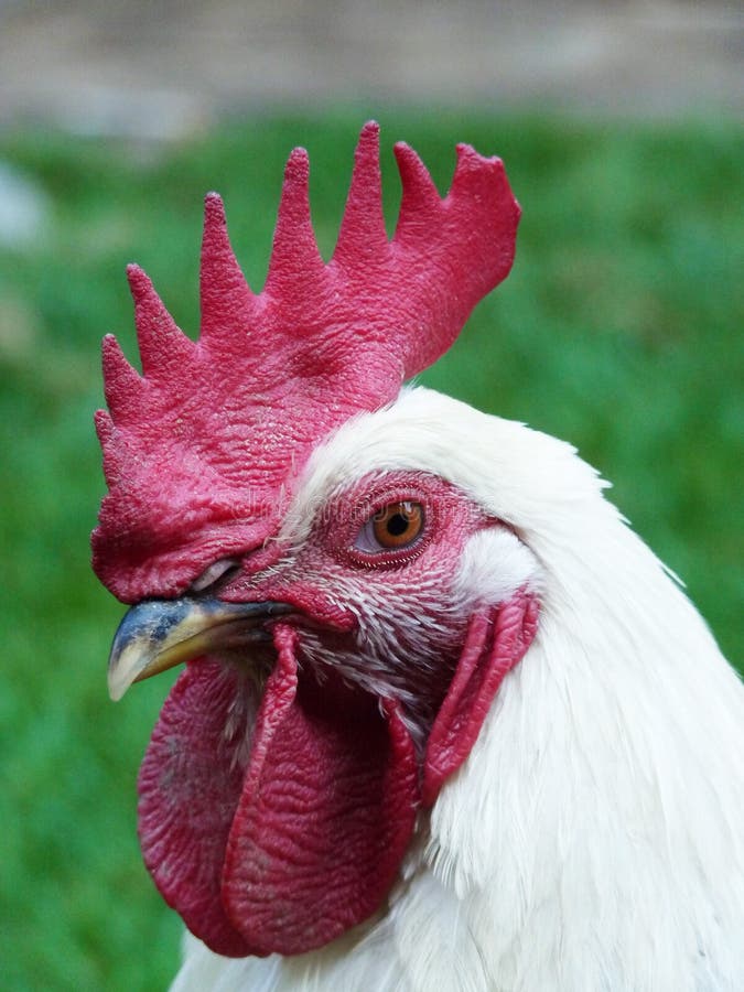 33,338 White Rooster Photos - Free & Royalty-Free Stock Photos from ...