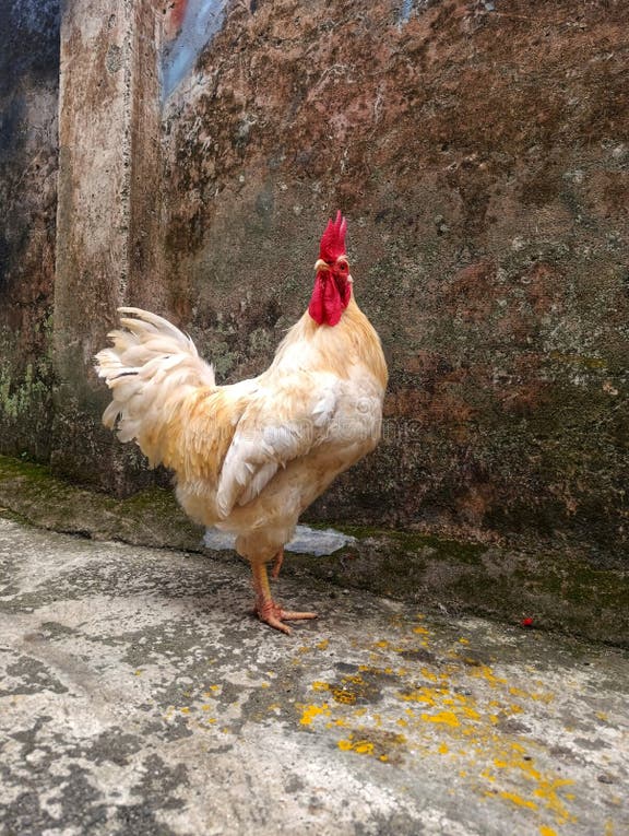 A Rooster is Posing Standing on One Leg Stock Photo - Image of standing ...