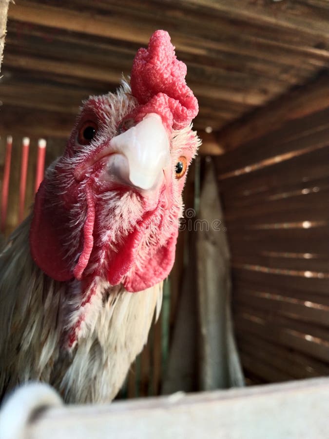 Rooster Poultry Chicken Red Crown Good Morning Stock Photo - Image of ...